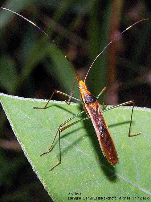 Papua Insects Foundation (Hemiptera/Heteroptera)